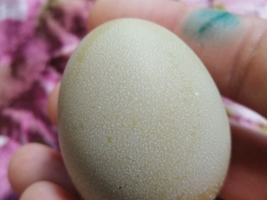 Мясо гуся курицы яйцо