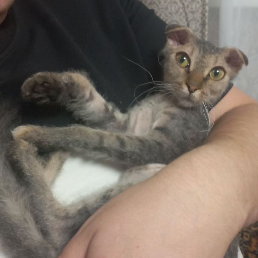 Отдам бесплатно кошку сфинкс