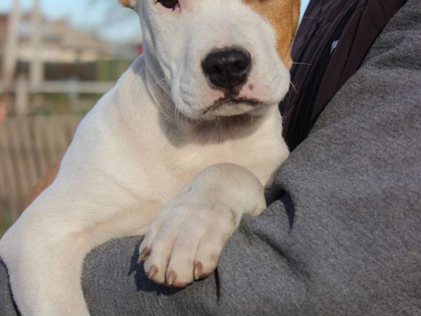 Стафф терьер