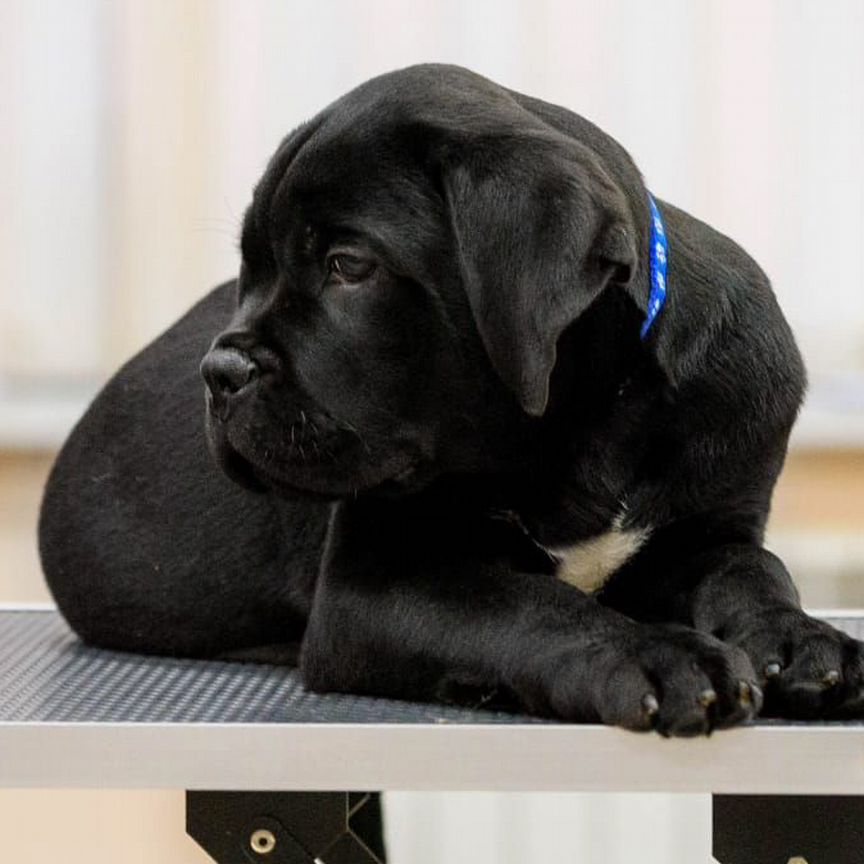 Кане-корсо, щенок