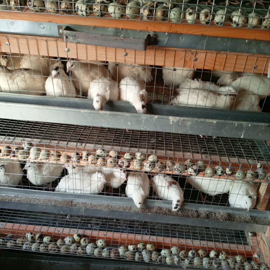 Клетка для перепелок бу