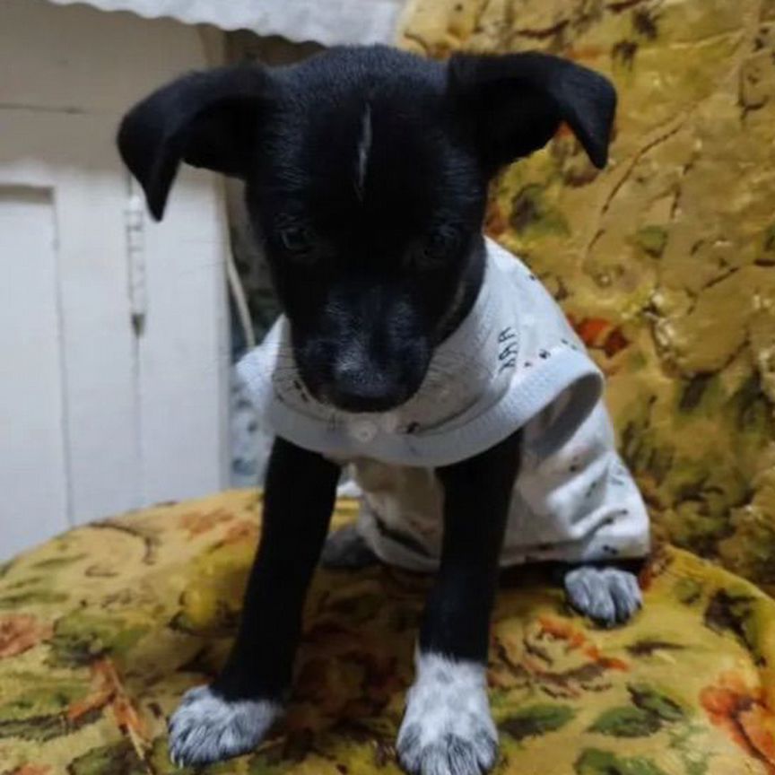 Щенок в добрые руки