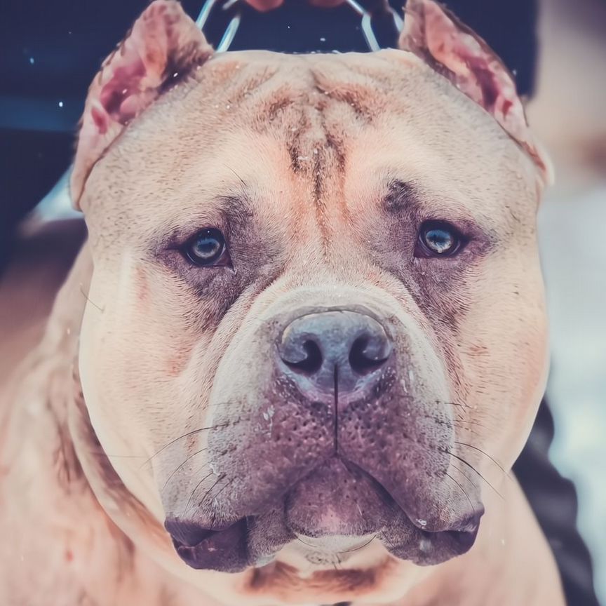 Американский булли, взрослая собака