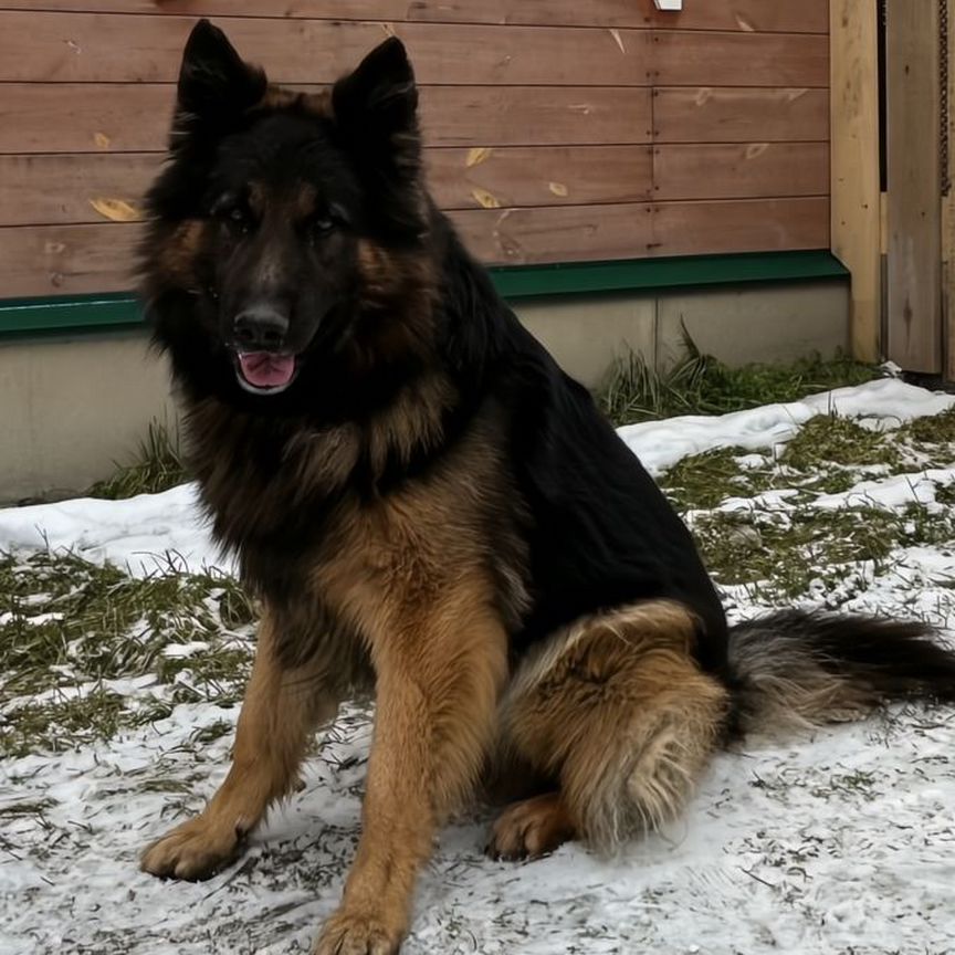 Немецкая овчарка, взрослая собака