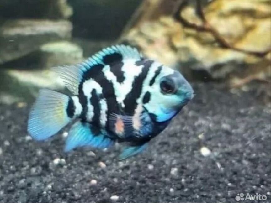 Аквариумные рыбки