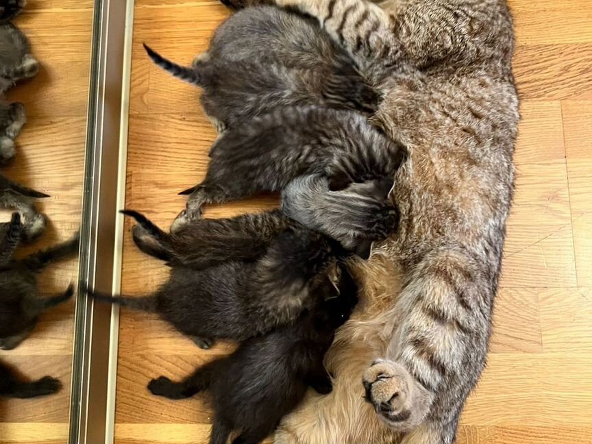 Котята шотландцкие прямоухие и вислоухие