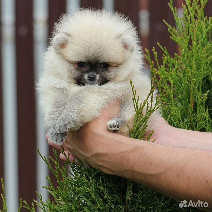 Девочки крем соболь