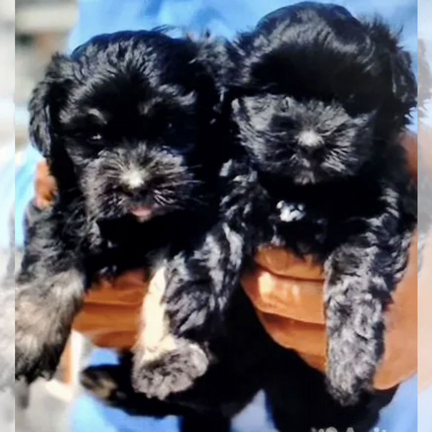 Мальтипу, щенок