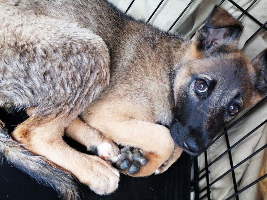 Щенок Дина, 5 месяцев