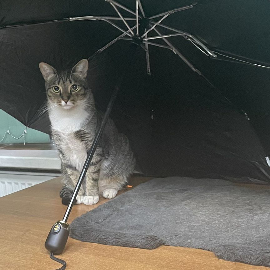 Взрослая, кошка в добрые руки