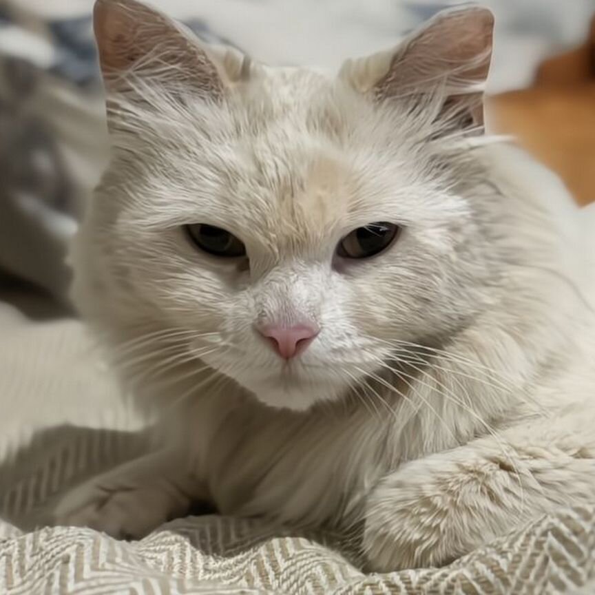 Взрослая, кошка в добрые руки