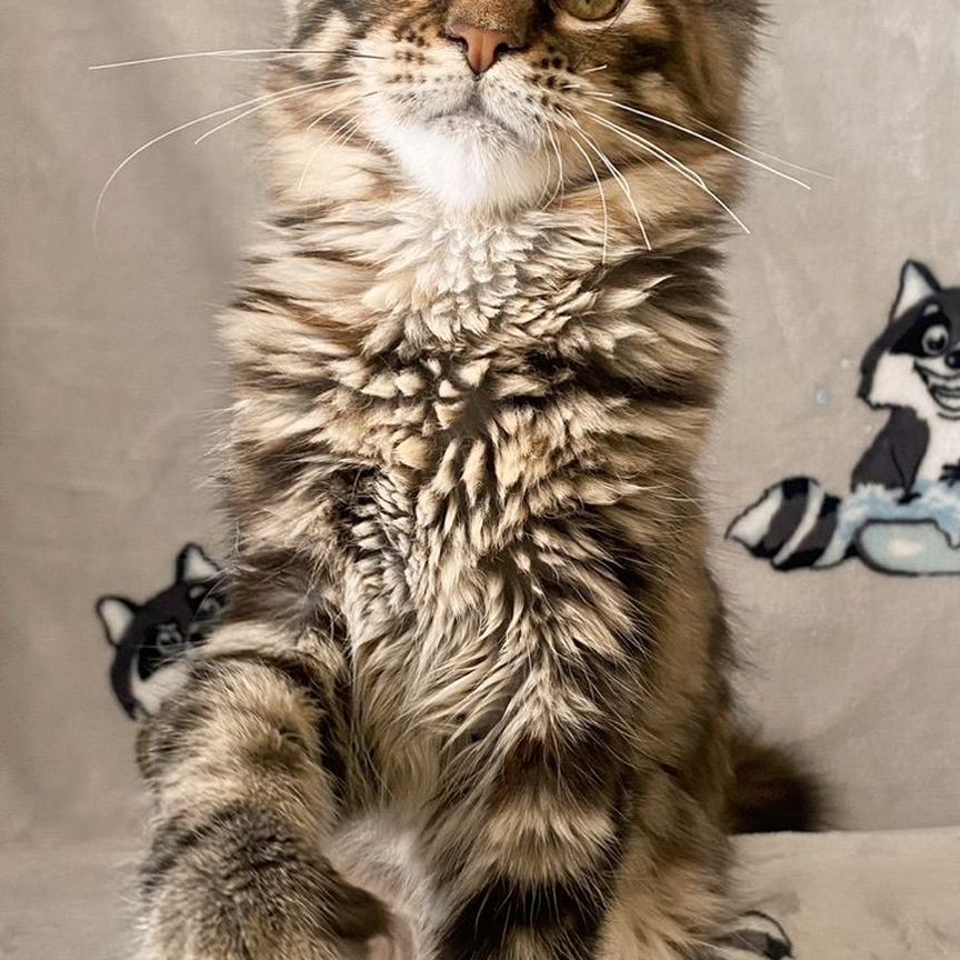 Кошечка полидакт