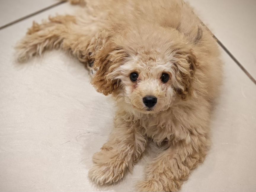 Той-пудель мини