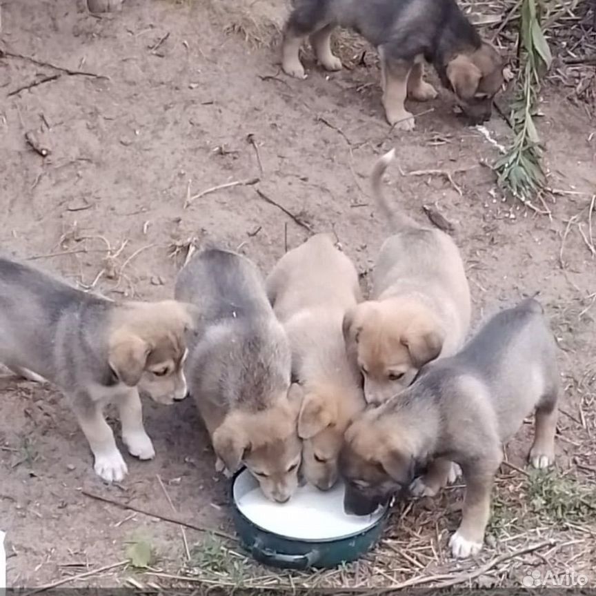 Собака в добрые руки отдам бесплатно
