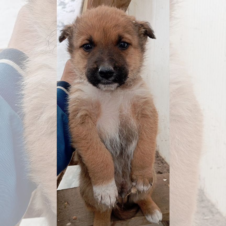 Немецкая овчарка, щенок