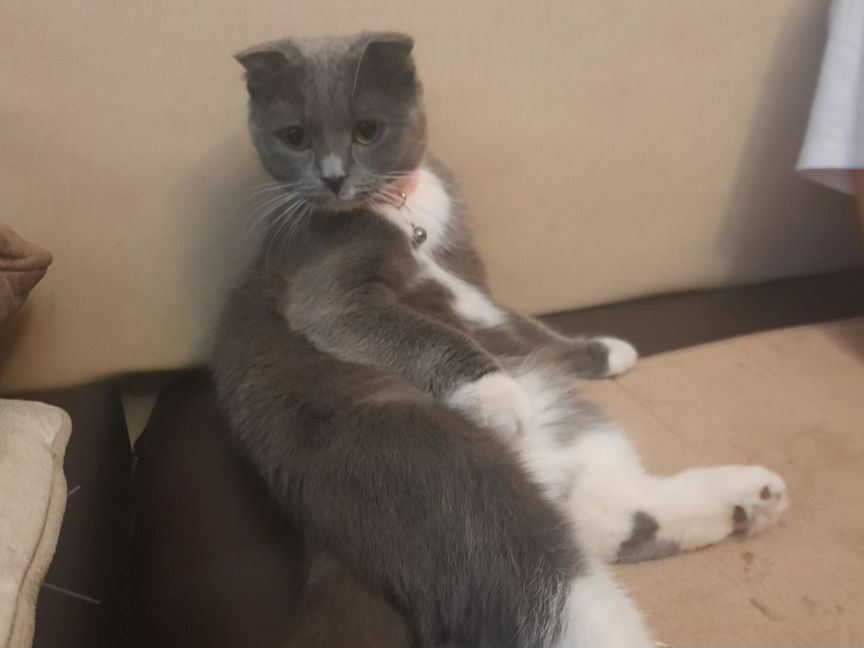 Вязка британской кошки