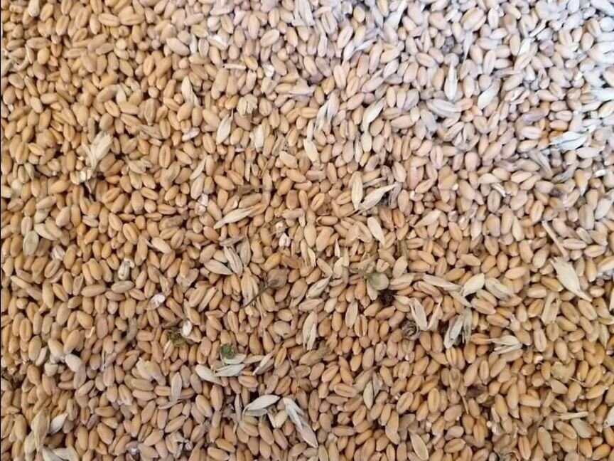 Гречиха, Пшеница озимая на корм