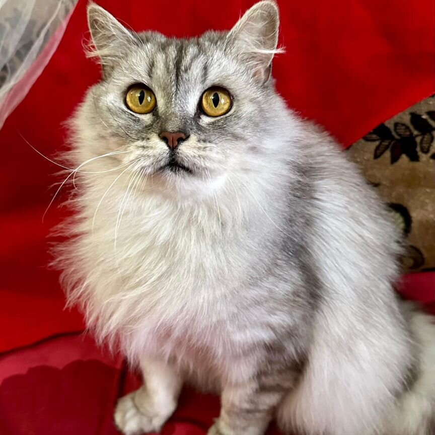 Шикарная кошечка