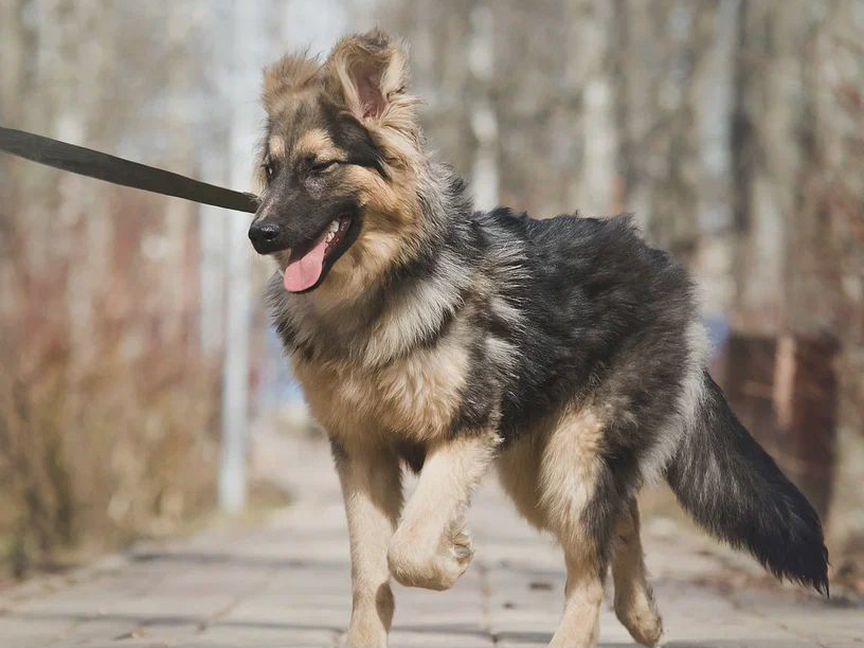 Мартюша-красавчик, всё ещё без Дома