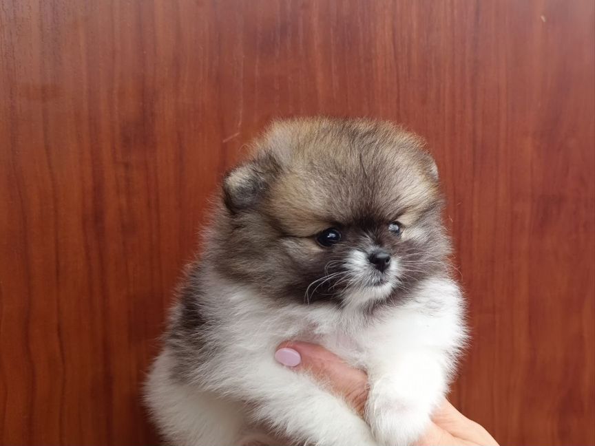 Померанский шпиц