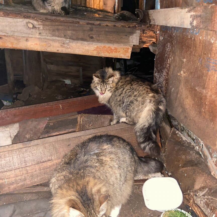 Котята взрослые