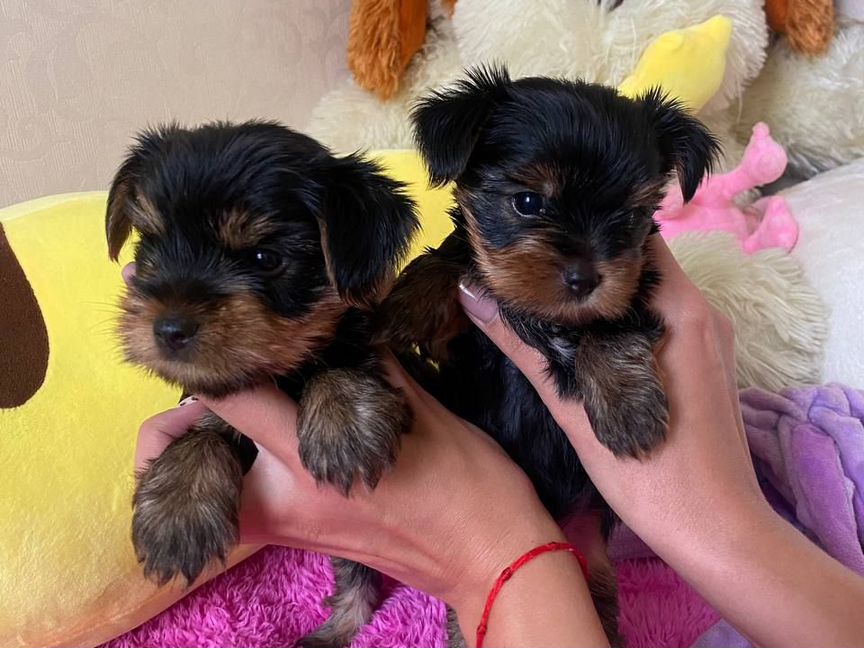 Сладкие детки