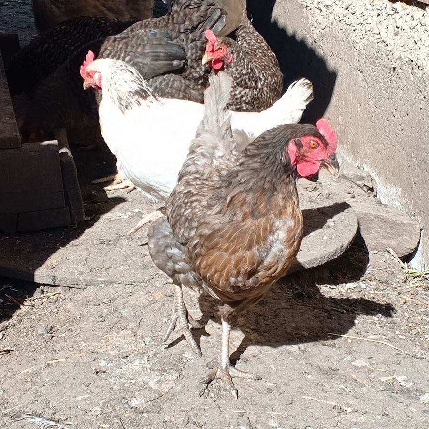 Куры молодки несушки доминант