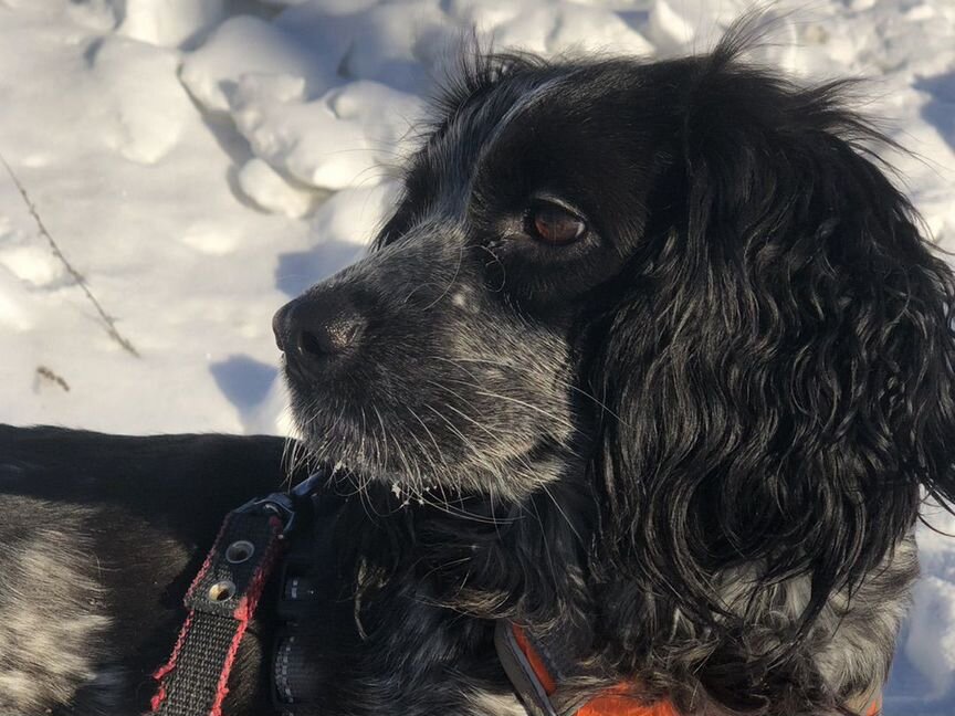 Русский спаниель