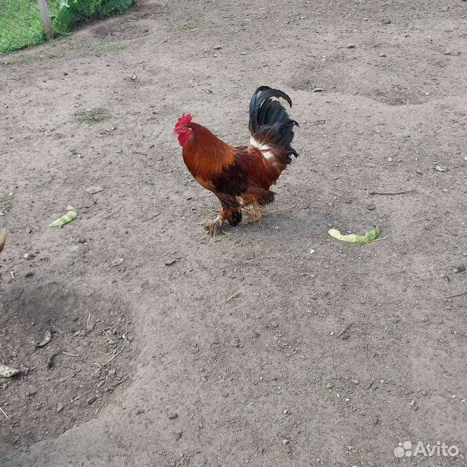 Куры и петухи брама мохноногий