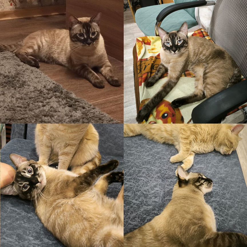 Котик в семью