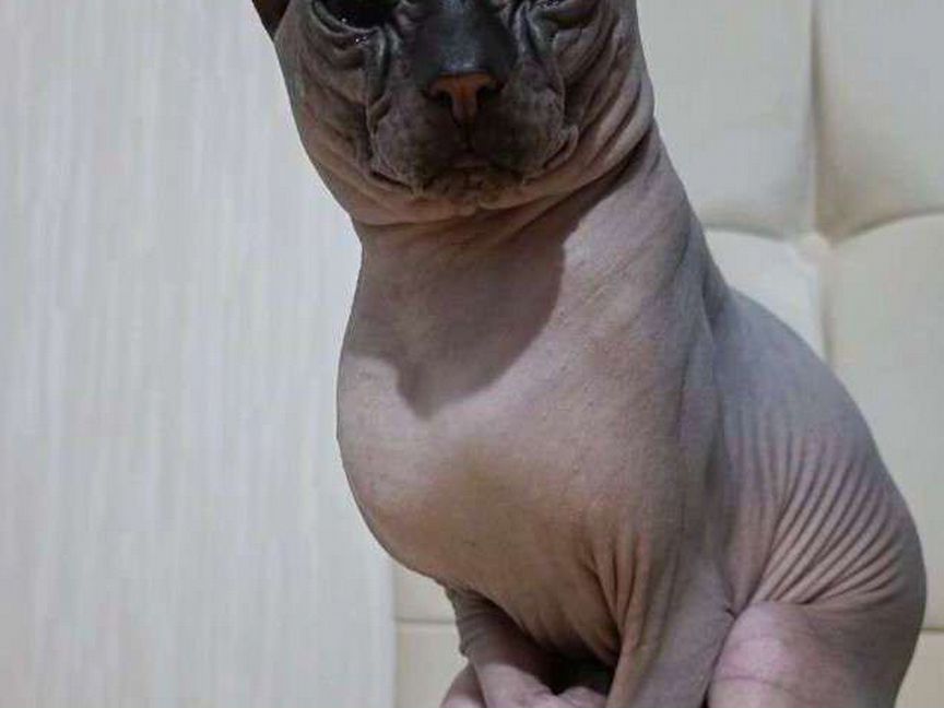 Вязка сфинкс возьму на выходные кошечку