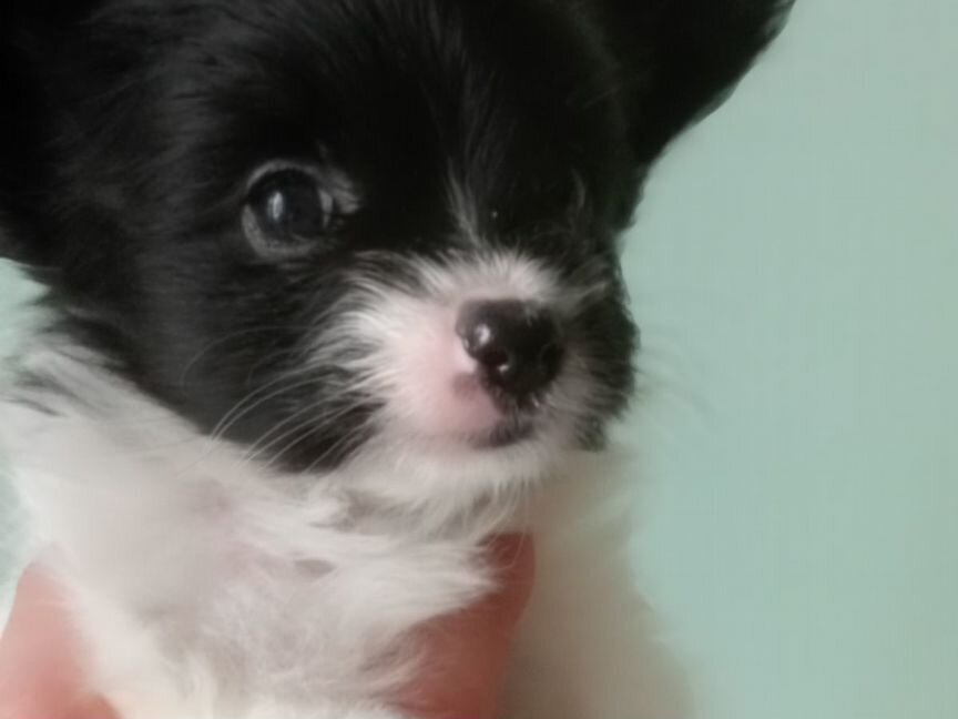 Мальчик папийон