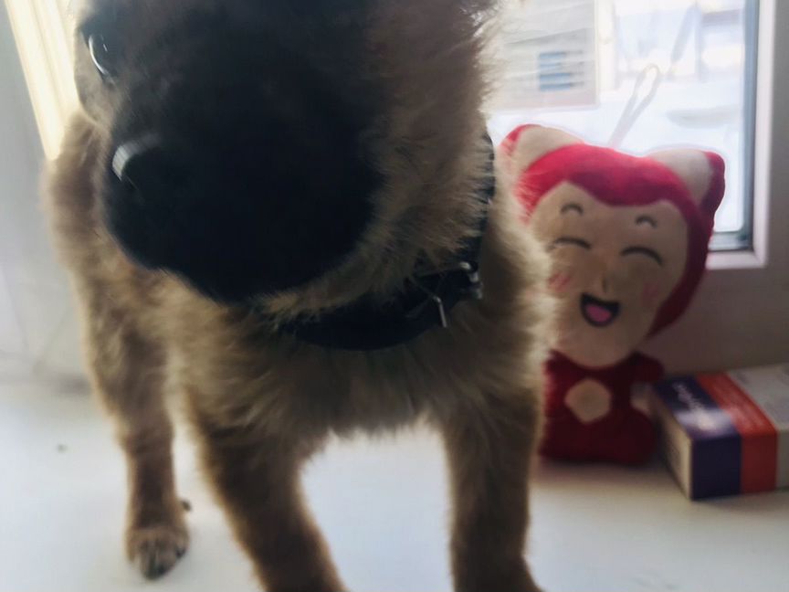 Собака в добрые руки