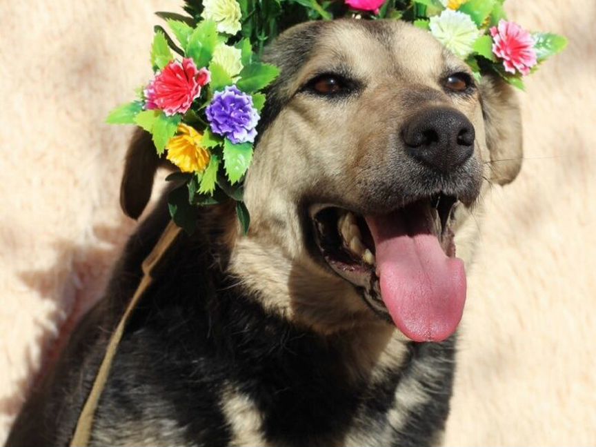 Приютская собака-улыбака ищет дом