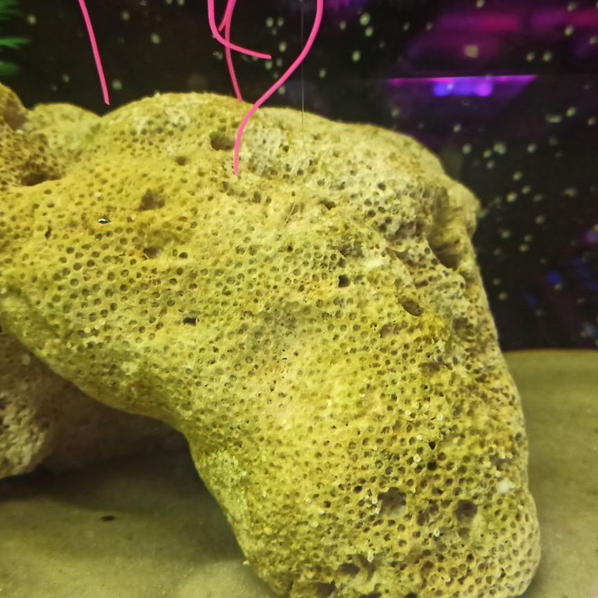 Живые камни для морского аквариума