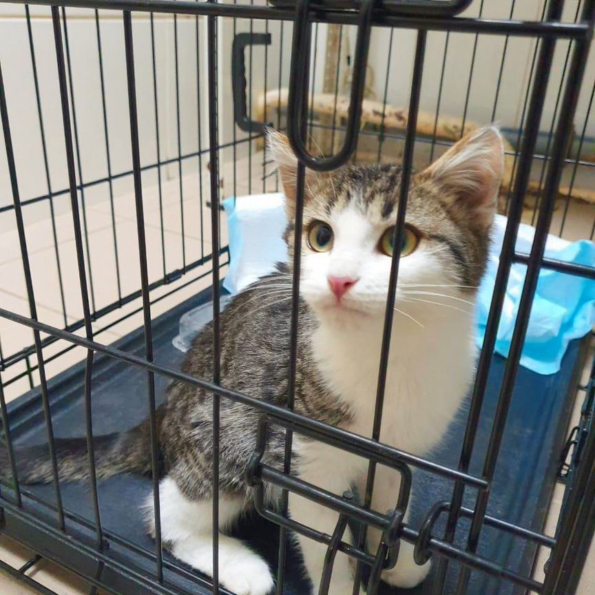 Поможем Саиду начать жизнь вне клетки