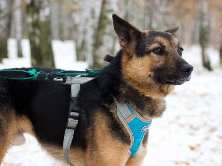 Очаровательный Денни мечтает о семье