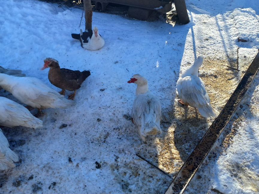 Утки шипуны