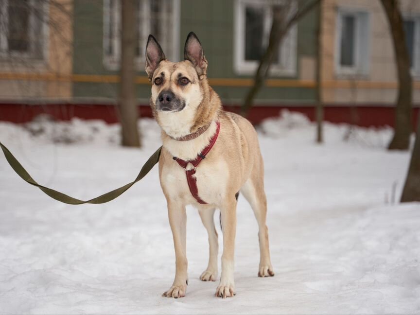 Собака в добрые руки отдам бесплатно