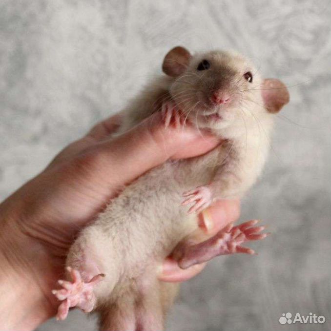 Крысы самцы Сиам сфинкс