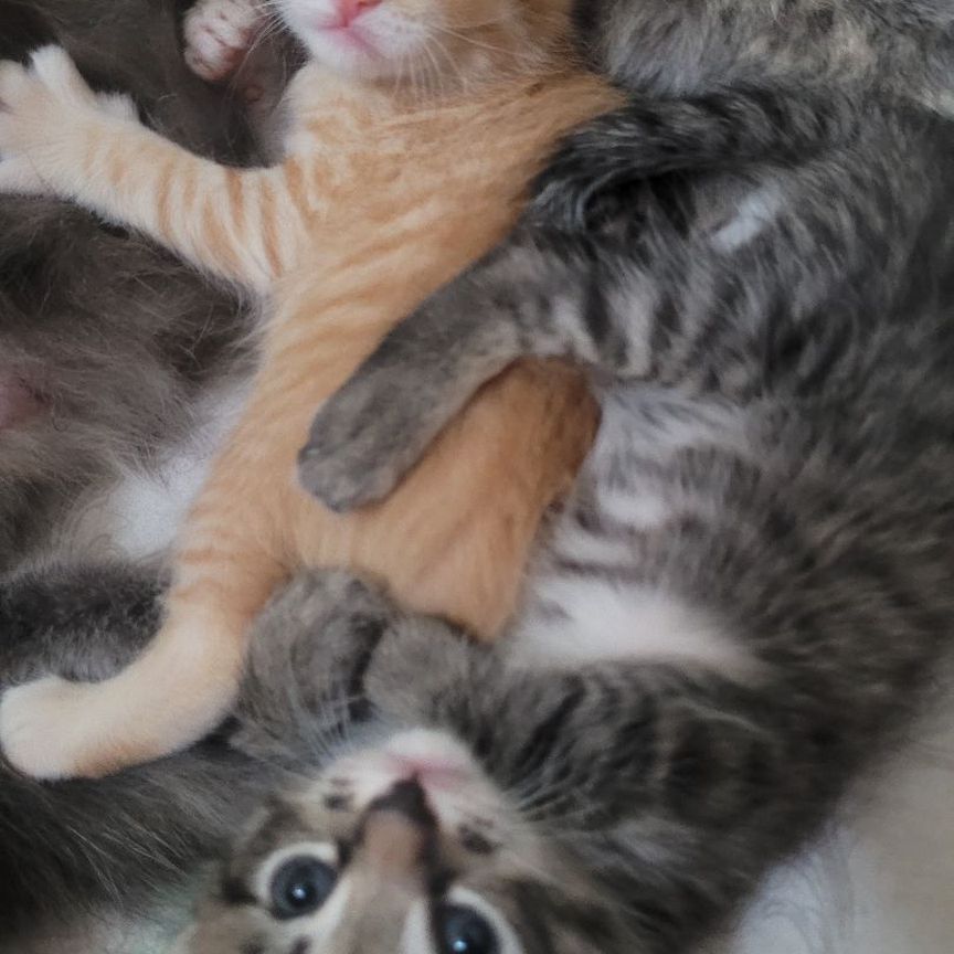 Котики в добрые руки