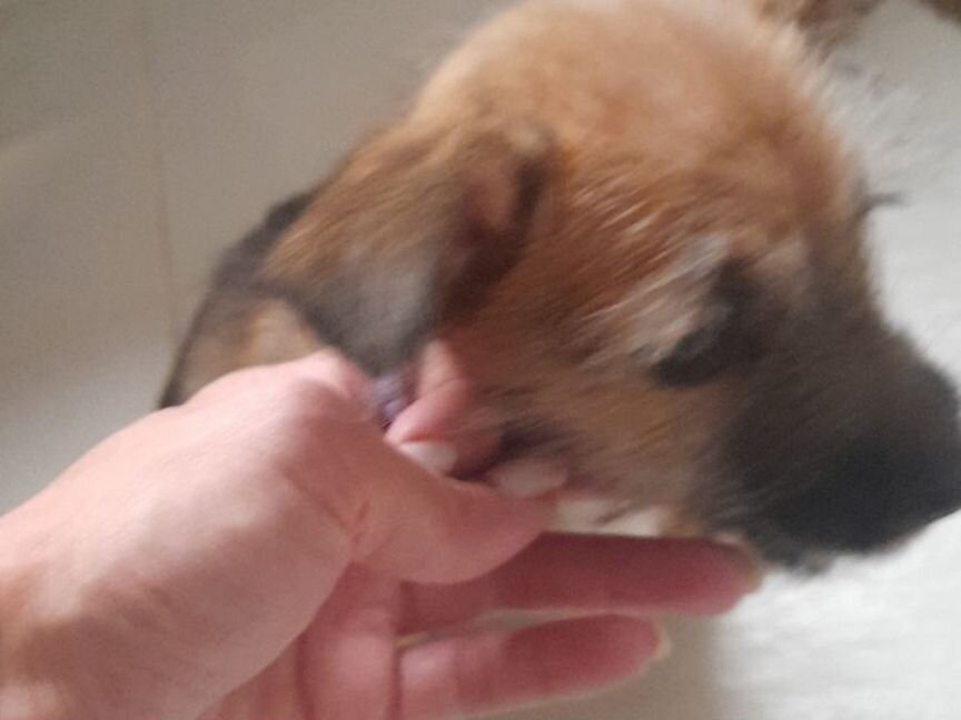 Отдам щенка в добрые руки