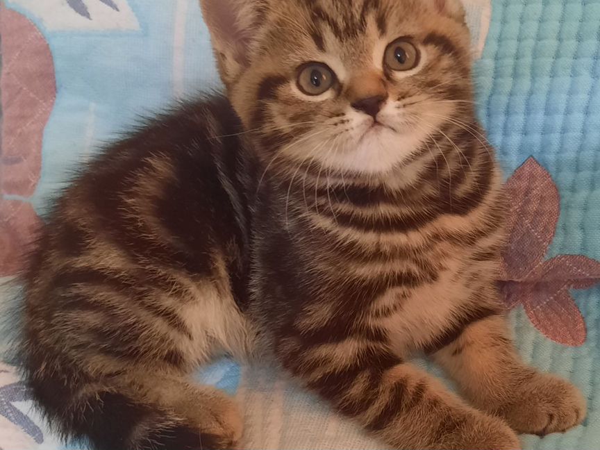 Шотландские котята