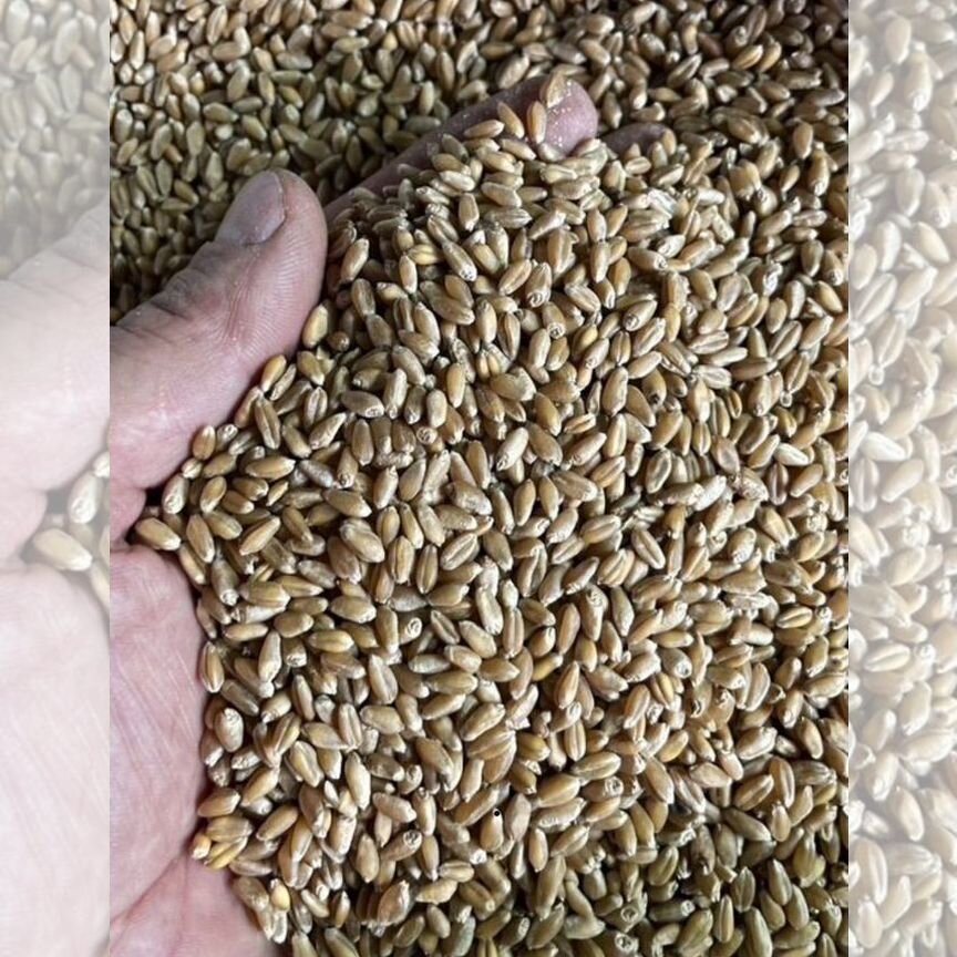 Зерно пшеница