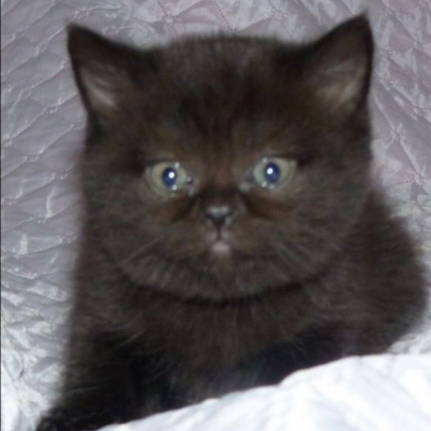 Черный британский котик