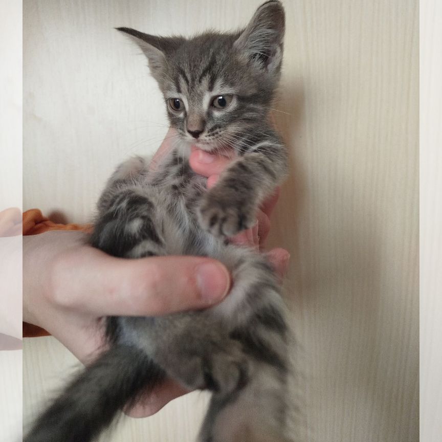 Британский короткошёрстный котёнок