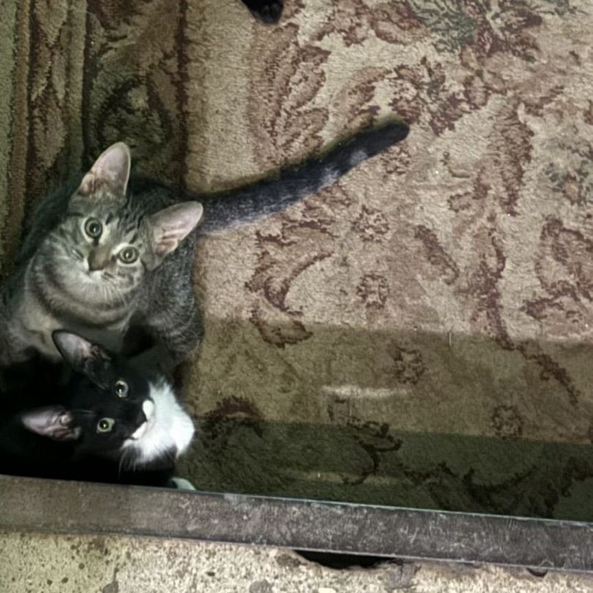 Котики