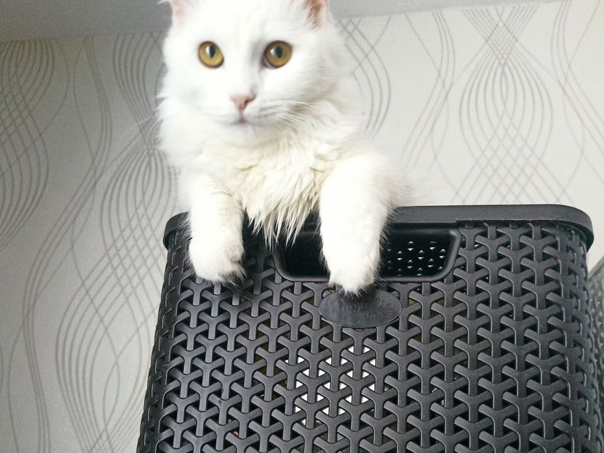 Кошечка ждёт на свидание
