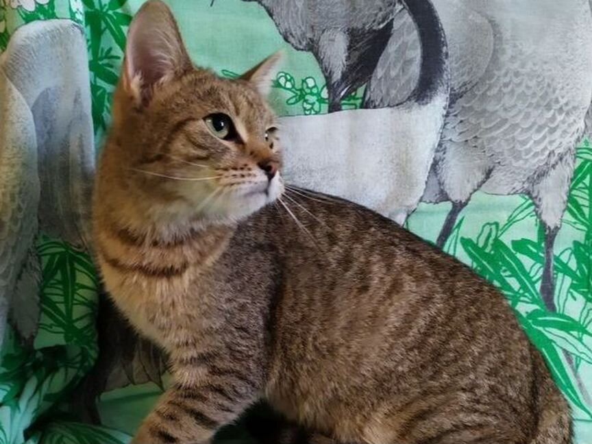 Для любителей дикого окраса. Кеша)