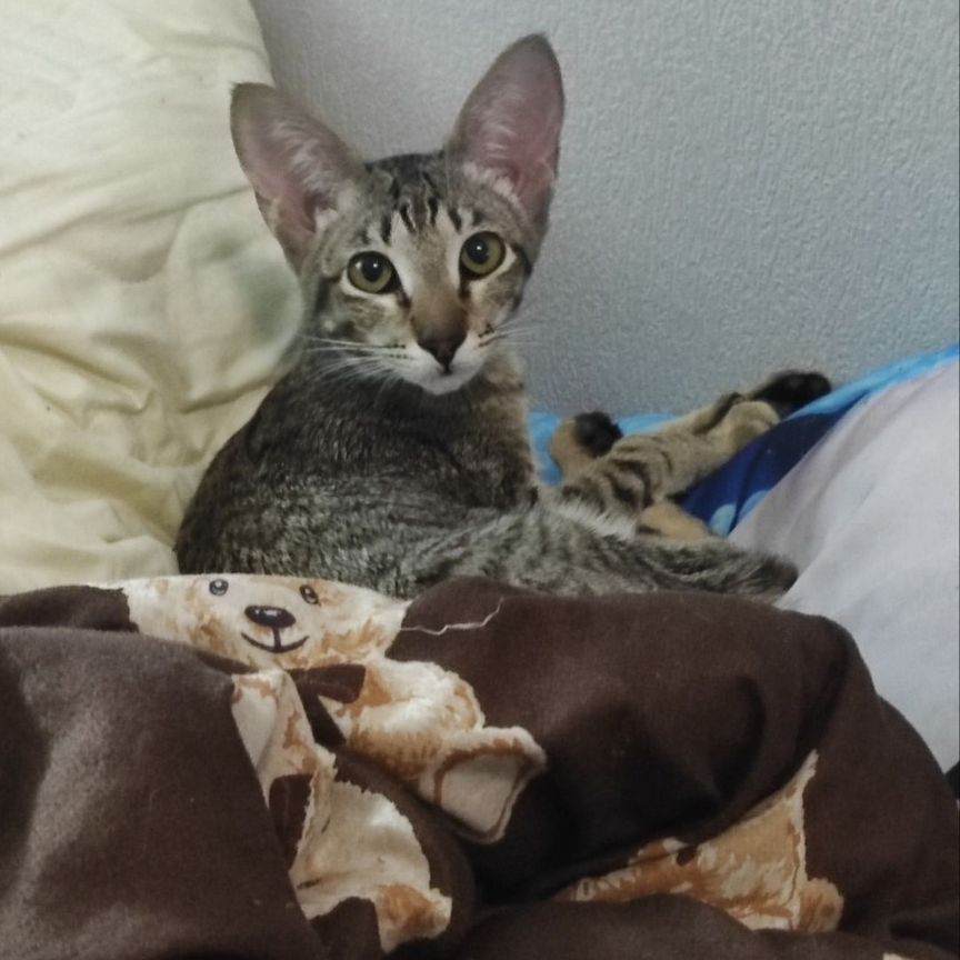 Ориентальная кошка, вязка